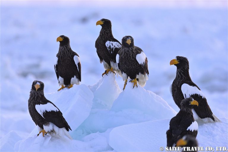 Steller’s Sea Eagles and White-tailed Eagles on Ice Hokkaido