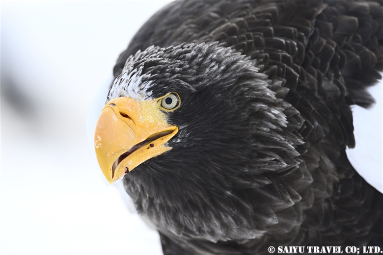 Steller’s Sea Eagles and White-tailed Eagles on Ice Hokkaido