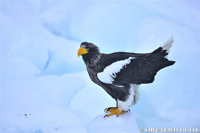 Steller’s Sea Eagles and White-tailed Eagles on Ice Hokkaido