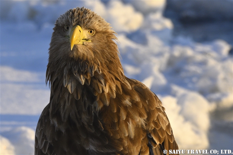 - Steller's sea eagle - Wildlife of Japan｜Saiyu Travel