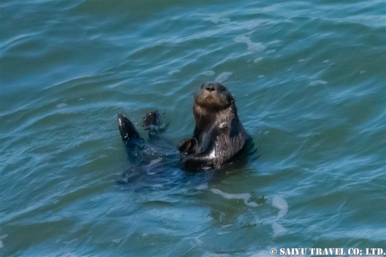 - Sea Otter - Wildlife of Japan｜Saiyu Travel