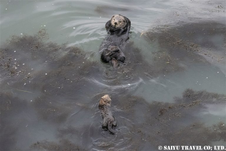 Sea Otters of Eastern Hokkaido WILDLIFEJAPAN SAIYU TRAVEL