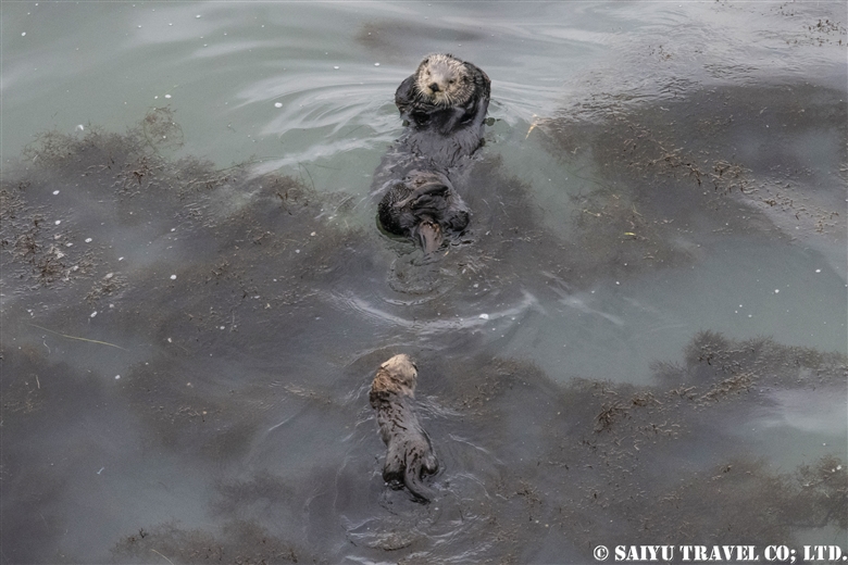 - Sea Otter - Wildlife of Japan｜Saiyu Travel