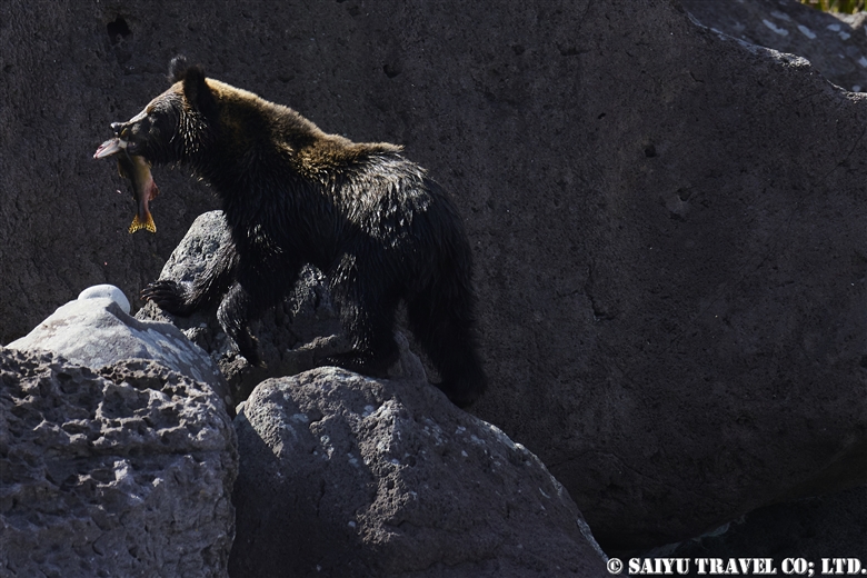 Brown Bears Awaiting The Salmon Run - Wildlife of Japan