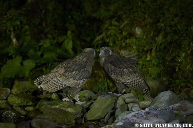 Blakiston’s Fish Owl Chiks in Rausu - Wildlife of Japan