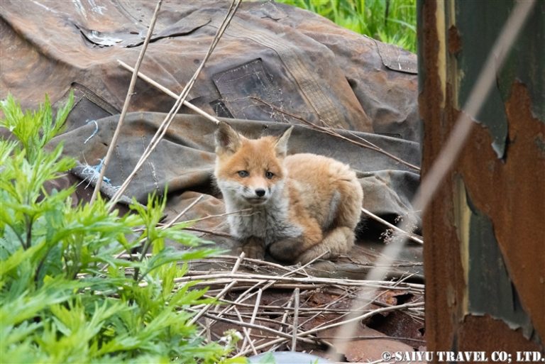 - Fox - Wildlife of Japan｜Saiyu Travel