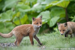 - Fox - Wildlife of Japan｜Saiyu Travel