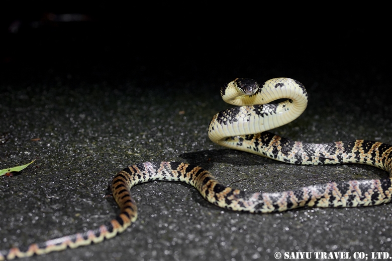 Endemic Species in Japan - Wildlife of Japan｜Saiyu Travel