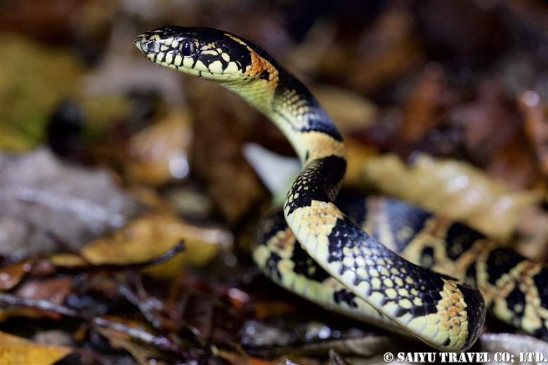 Endemic Species in Japan - Wildlife of Japan｜Saiyu Travel