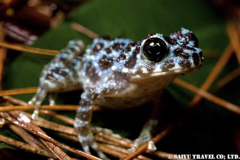 Endemic Species in Japan - Wildlife of Japan｜Saiyu Travel