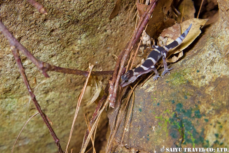 Japanese cave gecko - Wildlife of Japan｜Saiyu Travel