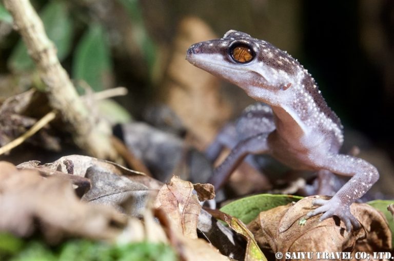 Japanese cave gecko - Wildlife of Japan｜Saiyu Travel