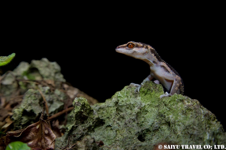 Herping Okinawa Reptiles and Amphibians of Japan Saiyu