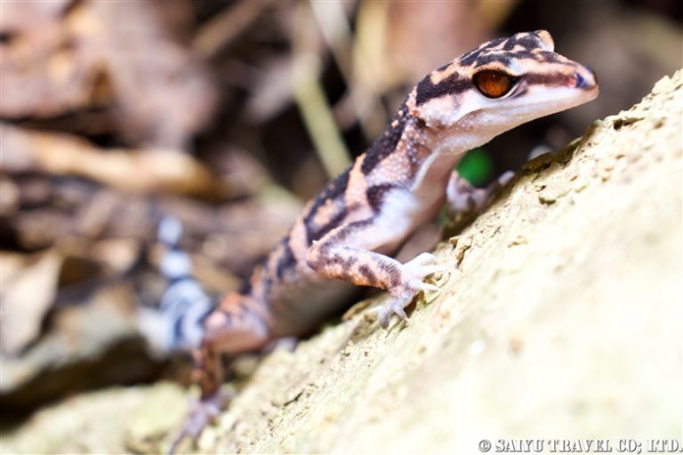 Japanese cave gecko - Wildlife of Japan｜Saiyu Travel