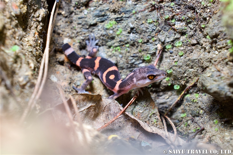 Japanese cave gecko - Wildlife of Japan｜Saiyu Travel