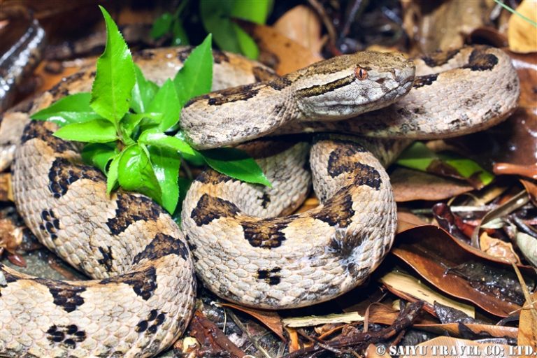Japanese cave gecko - Wildlife of Japan｜Saiyu Travel
