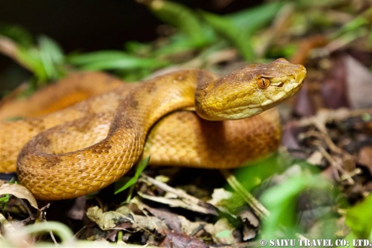 Endemic Species in Japan - Wildlife of Japan｜Saiyu Travel