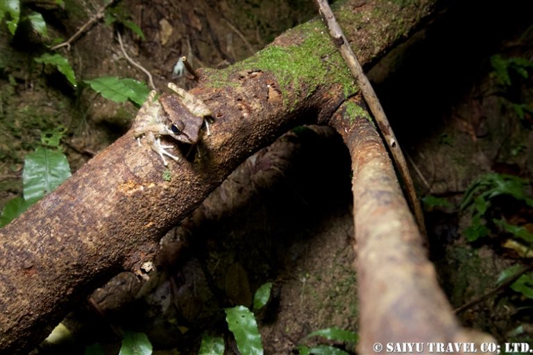 Endemic Species in Japan - Wildlife of Japan｜Saiyu Travel