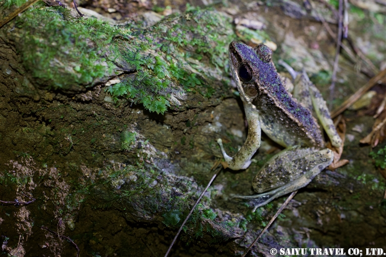 Endemic Species in Japan - Wildlife of Japan｜Saiyu Travel
