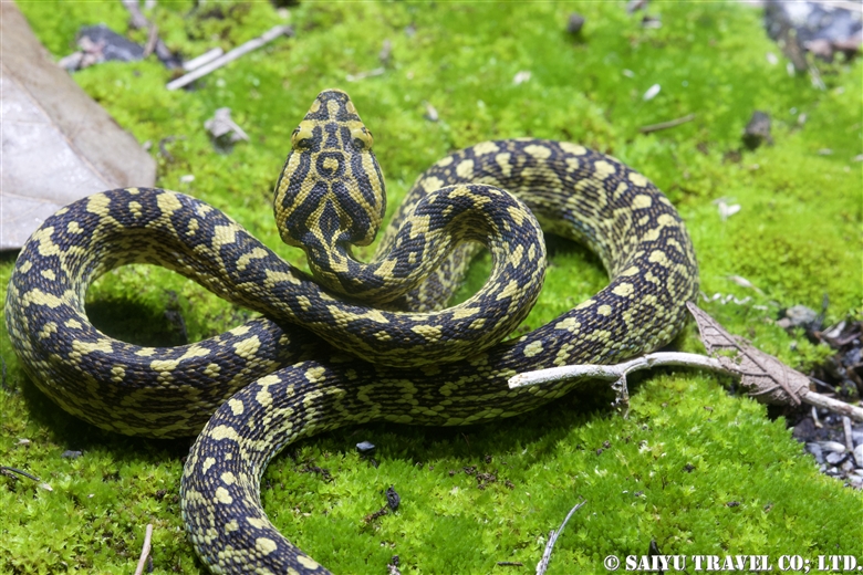 Herping Okinawa Reptiles and Amphibians of Japan Saiyu