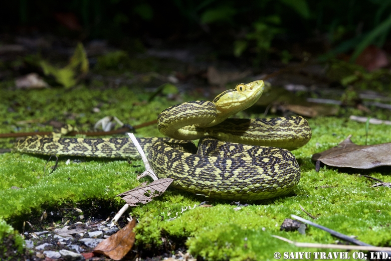 Herping Okinawa Reptiles and Amphibians of Japan Saiyu