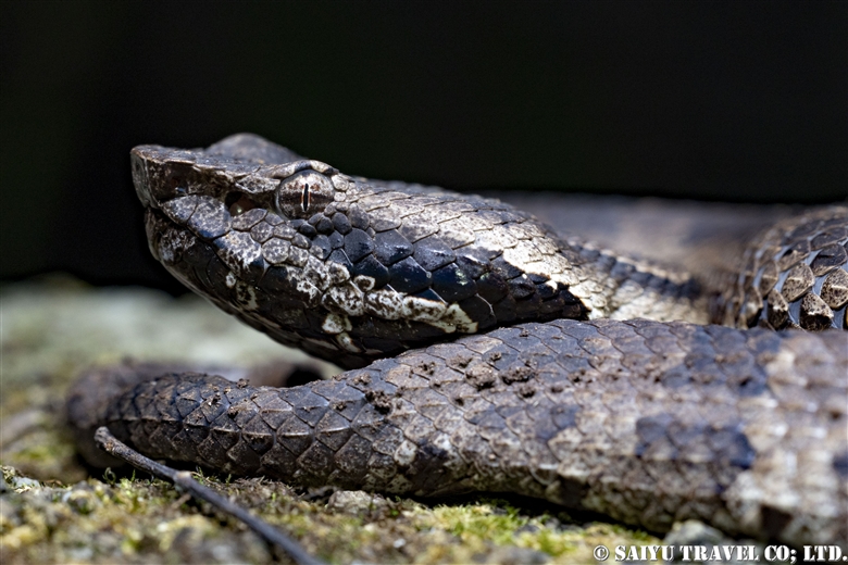 ヒメハブ - Wildlife of Japan｜Saiyu Travel