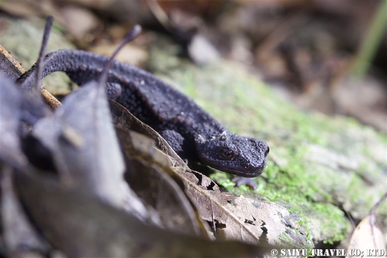 Endemic Species in Japan - Wildlife of Japan｜Saiyu Travel