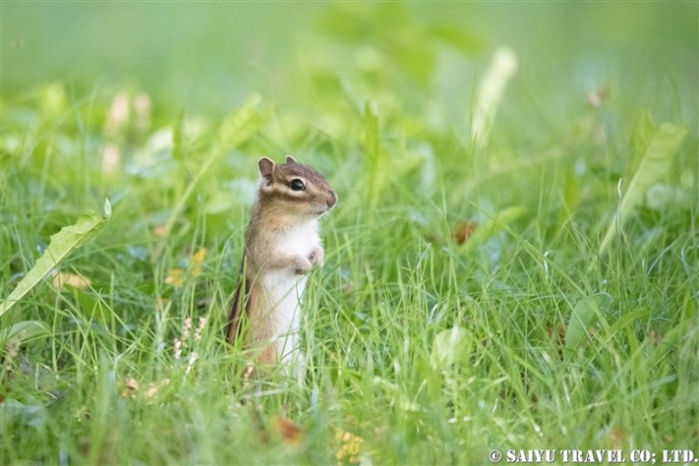 Ezo Chipmunks Preparing for Winter - Wildlife of Japan