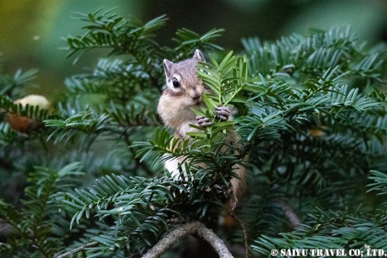 Ezo Chipmunks Preparing for Winter - Wildlife of Japan