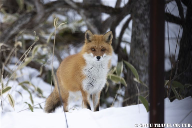 Wildlife Photography tour in Japan - Wildlife of Japan｜Saiyu Travel