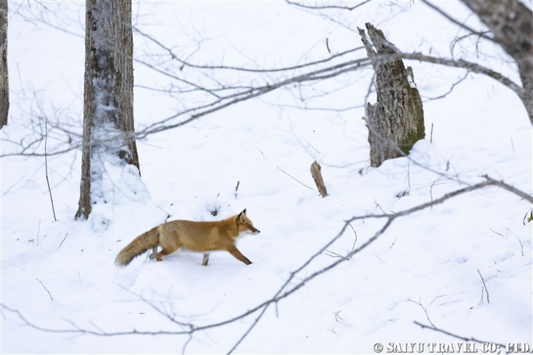 - Fox - Wildlife of Japan｜Saiyu Travel