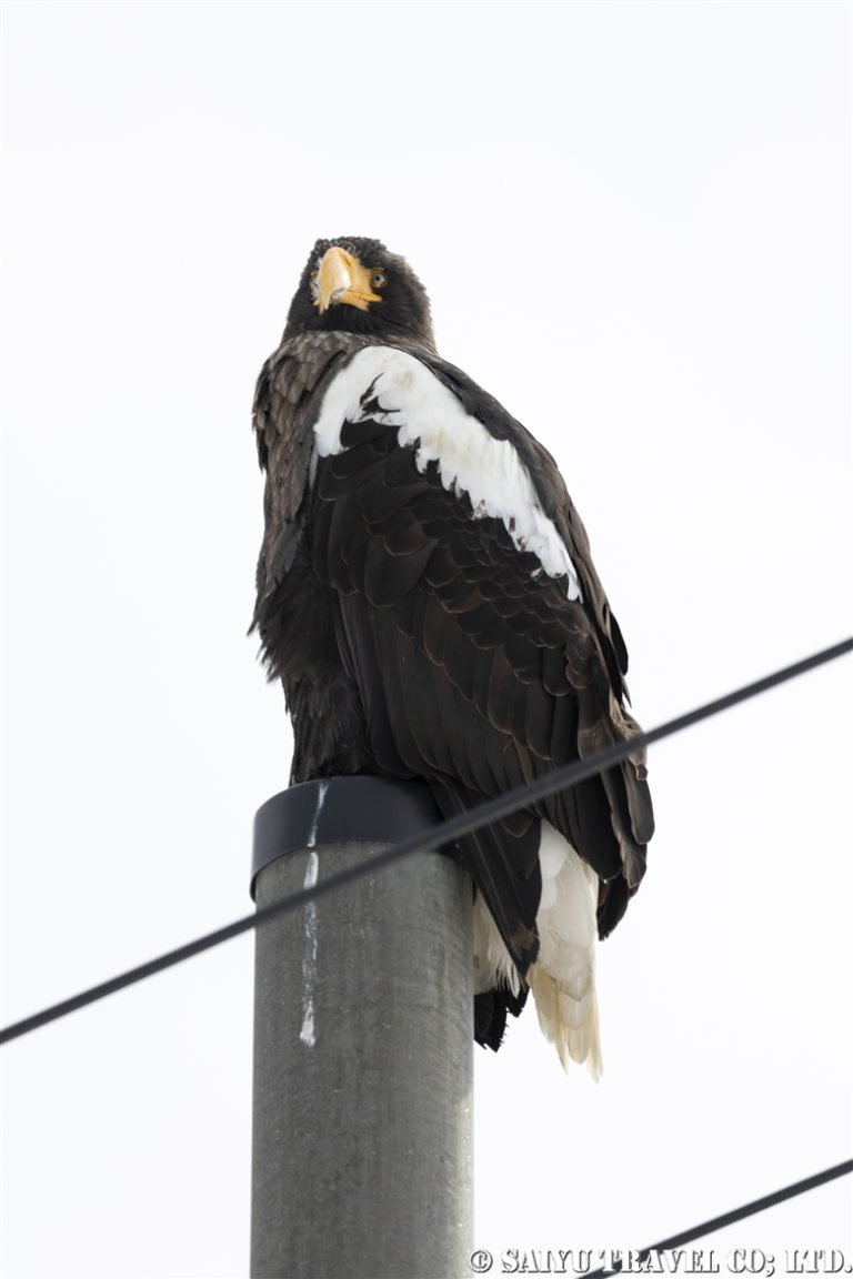 - Blakiston’s fish owl - Wildlife of Japan｜Saiyu Travel