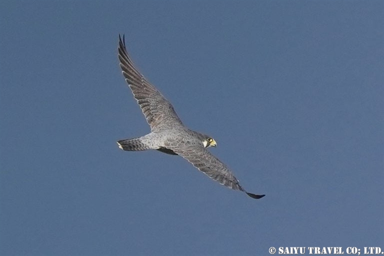 Crane photography Izumi - Wildlife of Japan｜Saiyu Travel