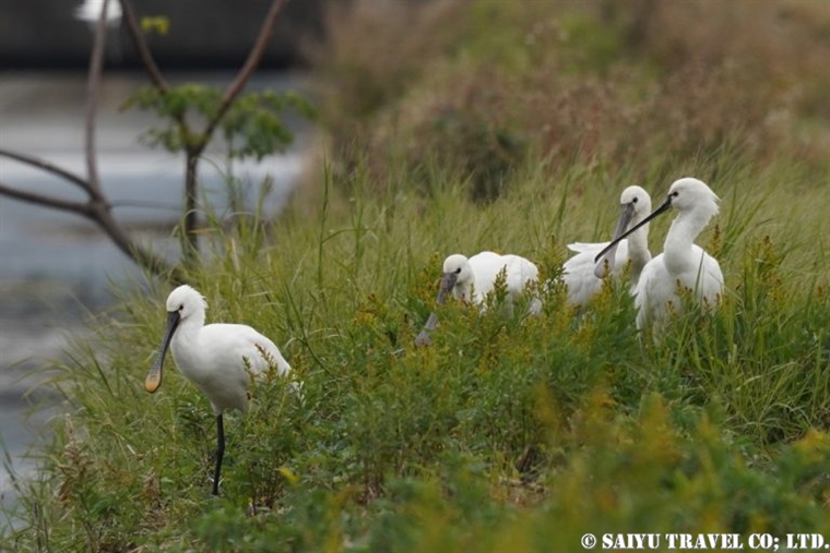 - Izumi - Wildlife of Japan｜Saiyu Travel