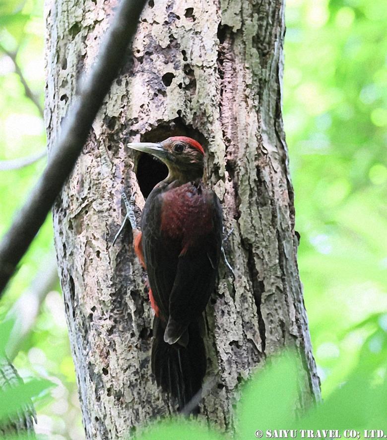 Okinawa - Wildlife of Japan｜Saiyu Travel