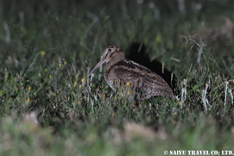 Birding in Amami Oshima - Wildlife of Japan｜Saiyu Travel