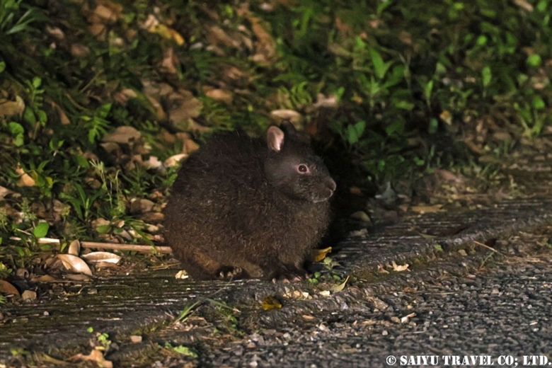 Ryukyu Robin of Okinawa and Amami Oshima - Wildlife of Japan