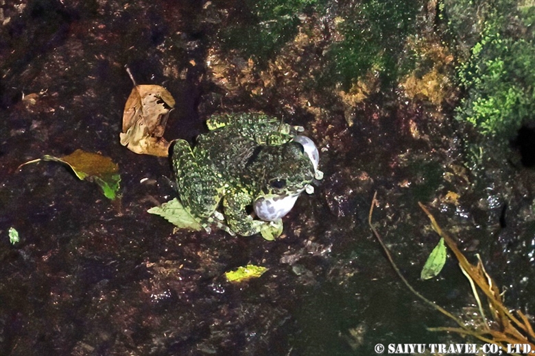 Birding in Amami Oshima - Wildlife of Japan｜Saiyu Travel
