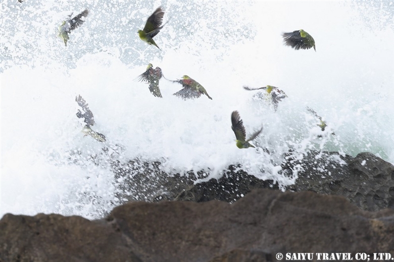 White-bellied green-pigeon - Wildlife of Japan｜Saiyu Travel