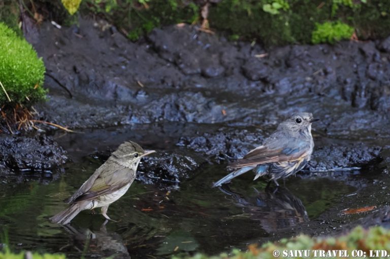 Birding at Mt. Fuji in the Summer! Observing Subalpine birds