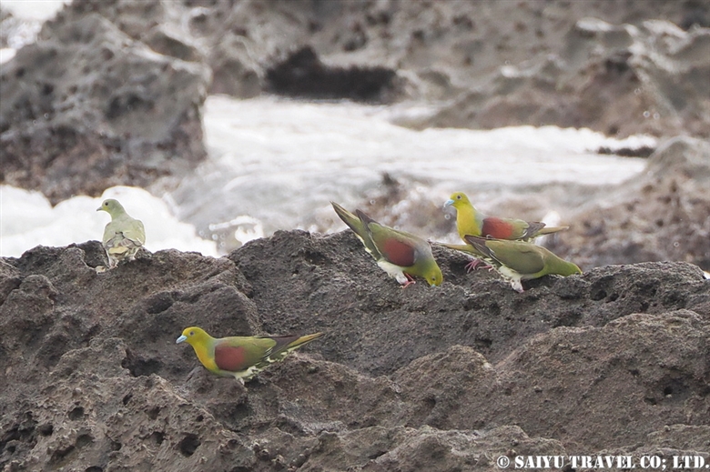 White-bellied green-pigeon - Wildlife of Japan｜Saiyu Travel