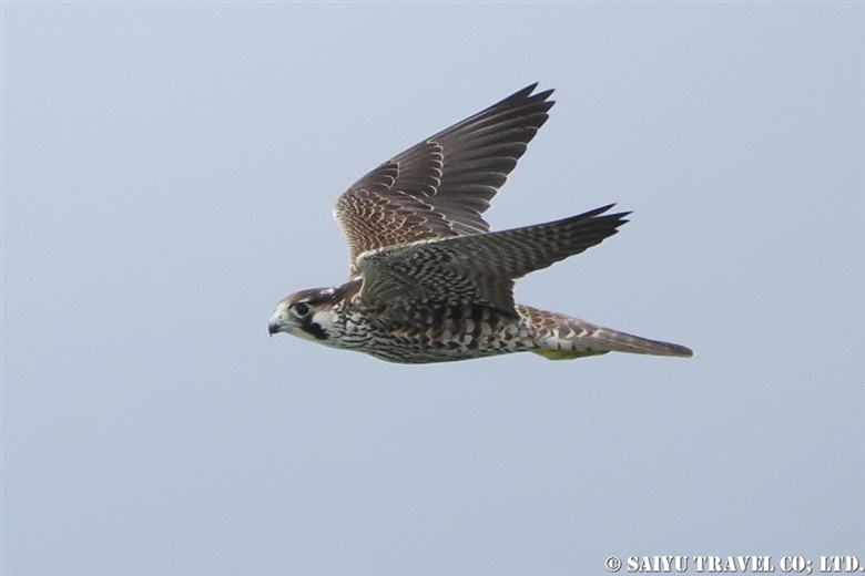 White-bellied green-pigeon - Wildlife of Japan｜Saiyu Travel