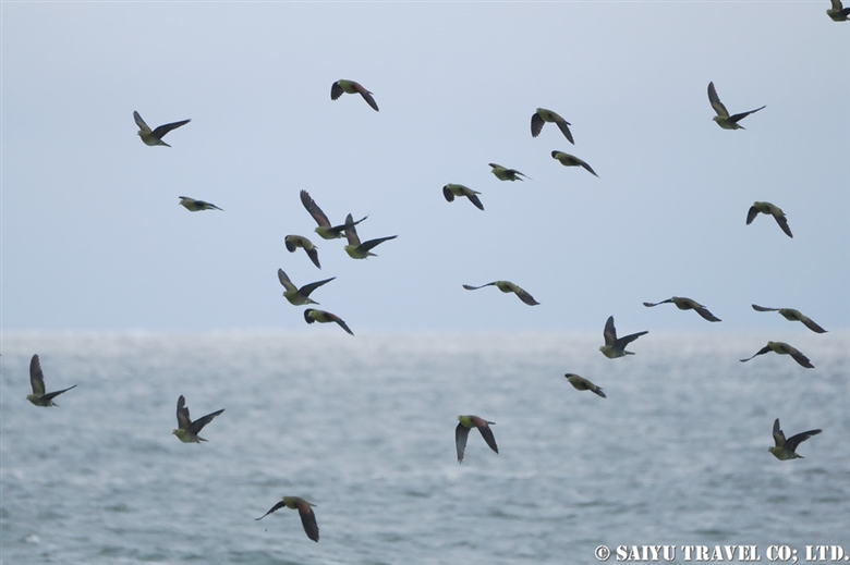 Kanto (Tokyo Chiba Kanagawa) - Wildlife of Japan｜Saiyu Travel
