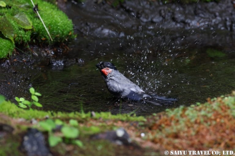 Birding at Mt. Fuji in the Summer! Observing Subalpine birds
