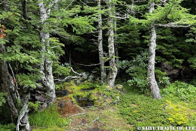 Birding at Mt. Fuji in the Summer! Observing Subalpine birds