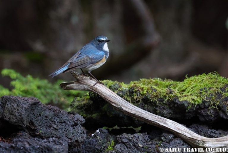 Birding at Mt. Fuji in the Summer! Observing Subalpine birds