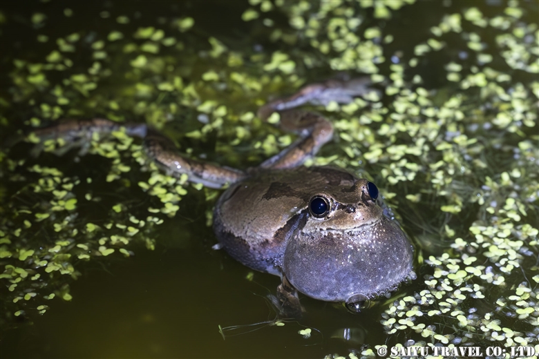 Japanese Mamushi Viper - Wildlife of Japan｜Saiyu Travel