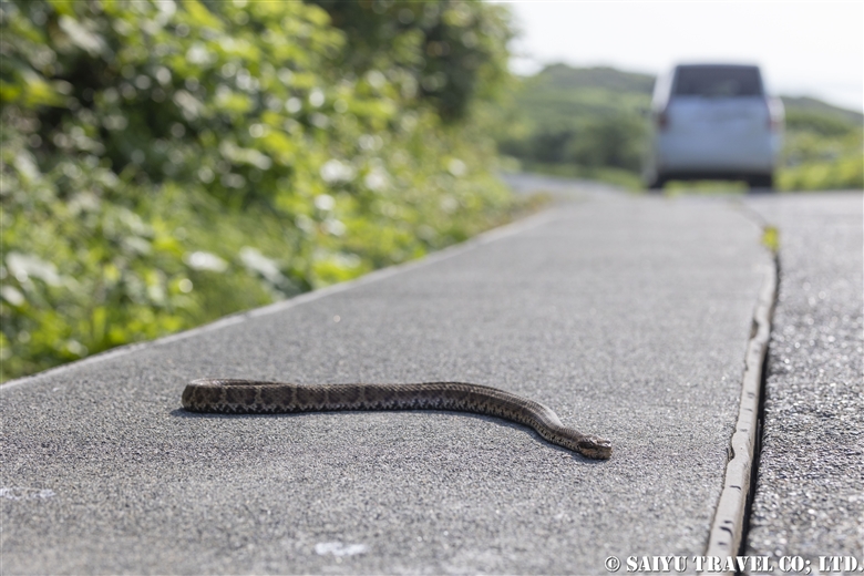 Japanese Mamushi Viper - Wildlife of Japan｜Saiyu Travel