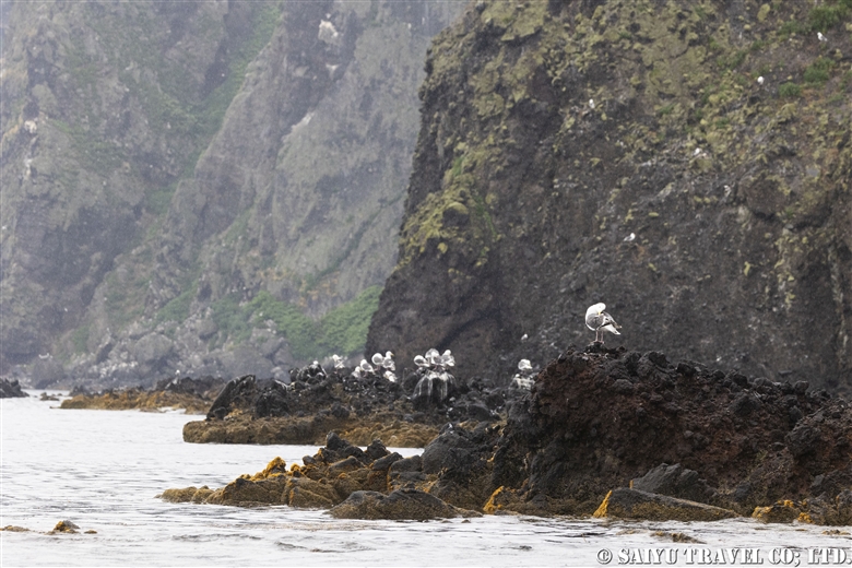 Reasons Why Teuri Island Became a Sanctuary for Seabirds