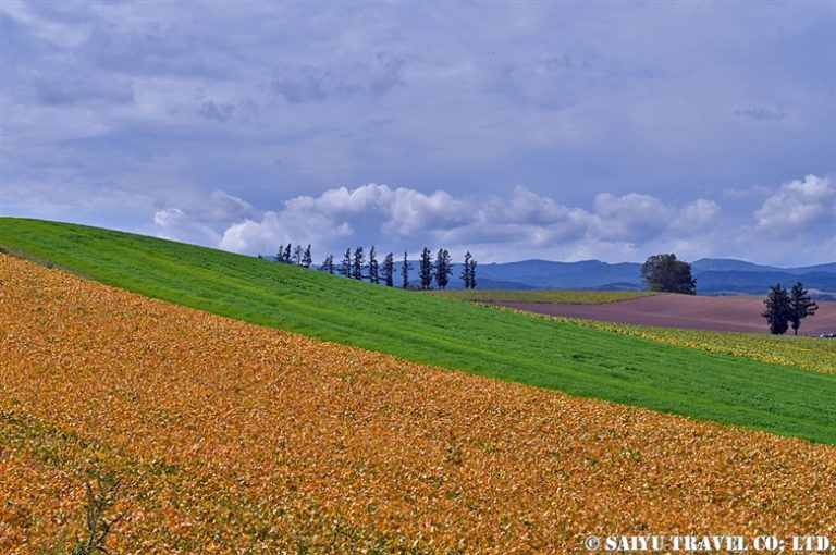 Japanese Pika - Wildlife of Japan｜Saiyu Travel